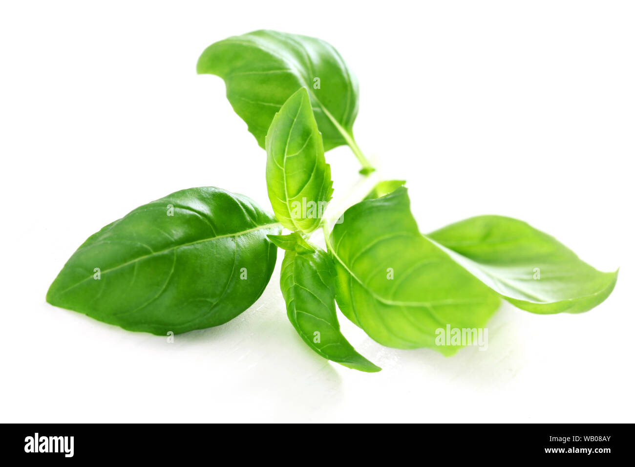 Basil Leaf Isolated On White Stock Photo - Alamy