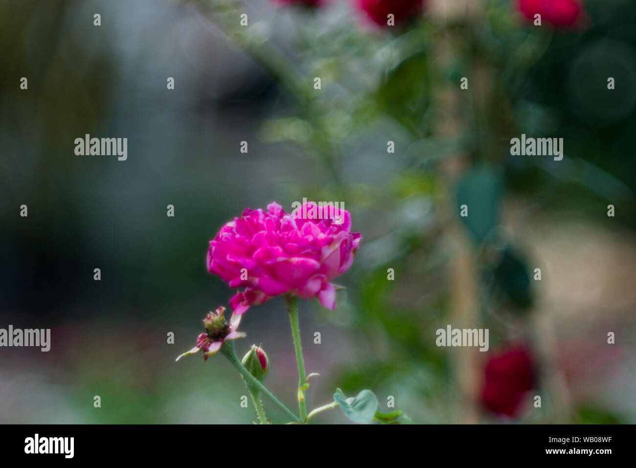 The rose have a darker color, in the afternoon the color is more ...
