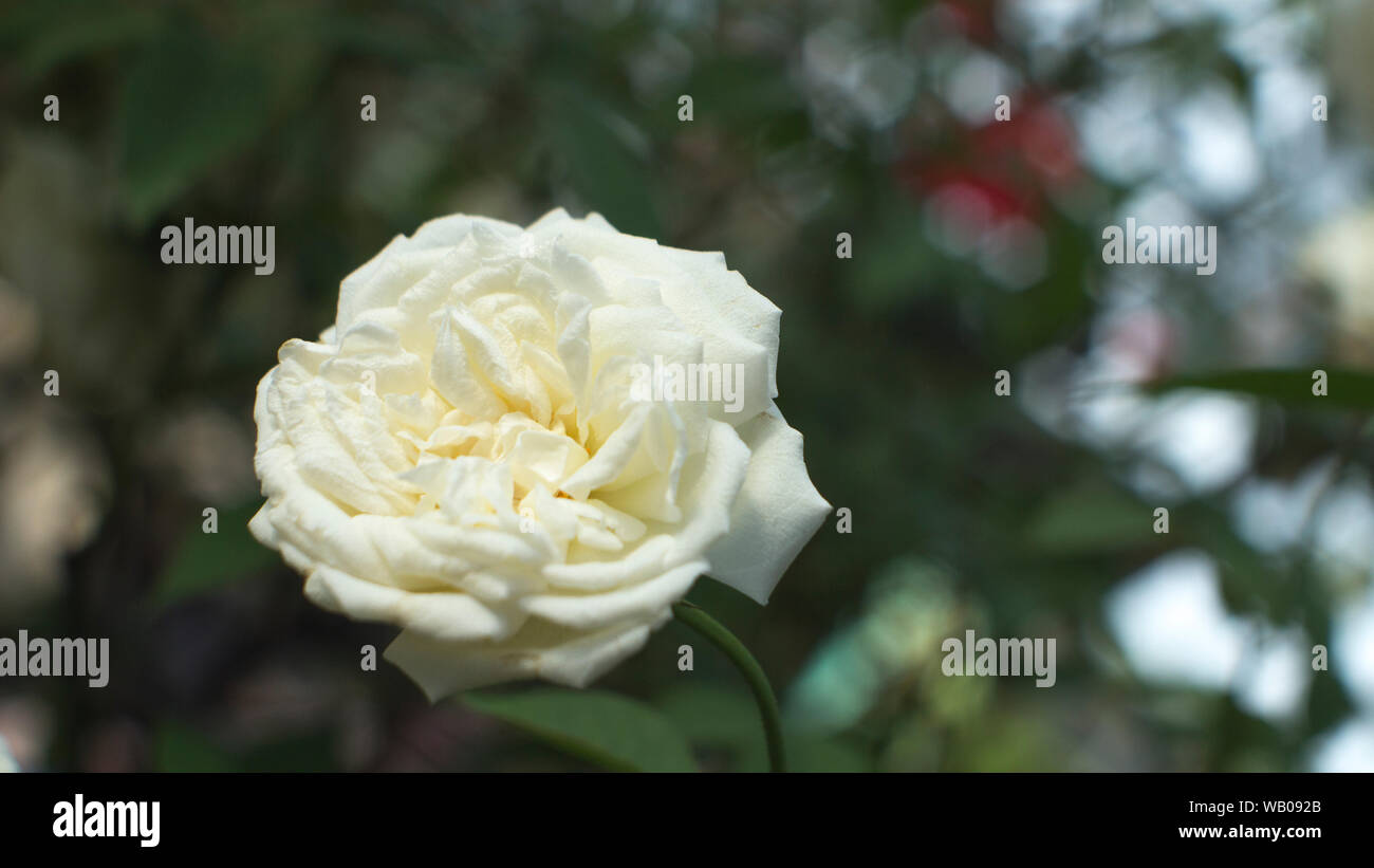 The rose have a darker color, in the afternoon the color is more ...