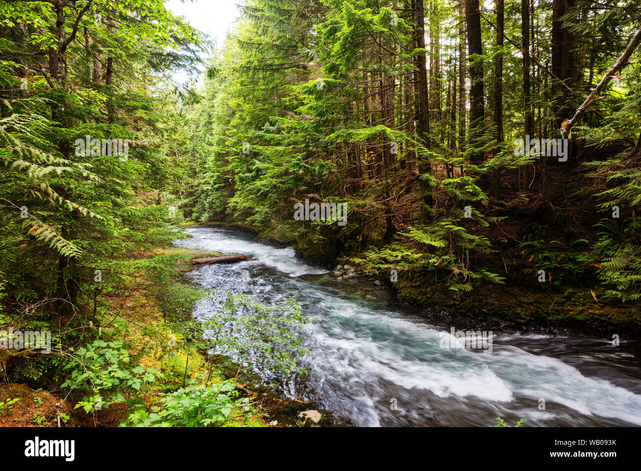 Fast stream in the woods Stock Photo - Alamy