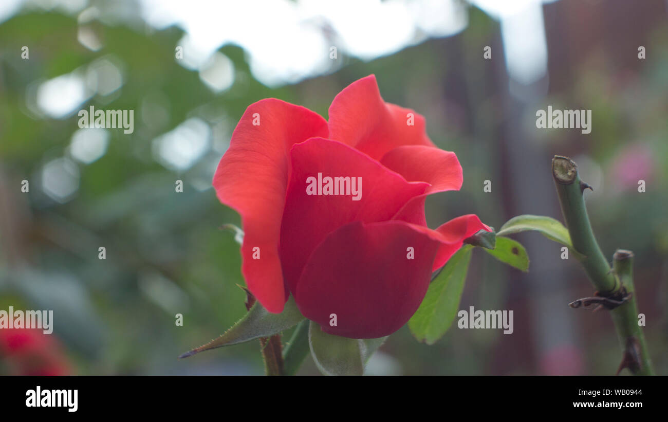 The rose have a darker color, in the afternoon the color is more ...