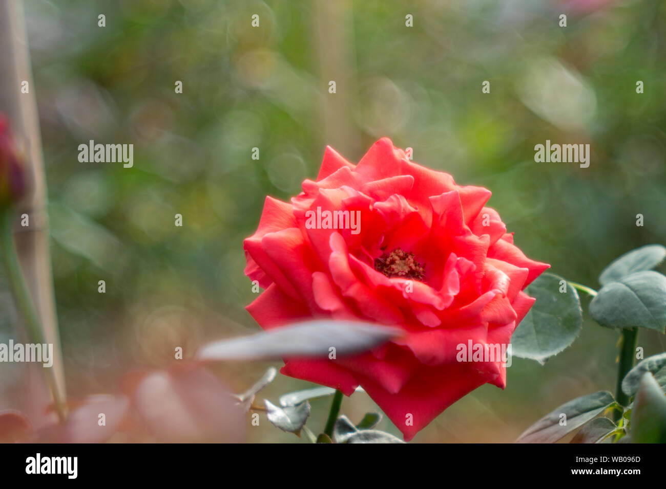 The rose have a darker color, in the afternoon the color is more ...