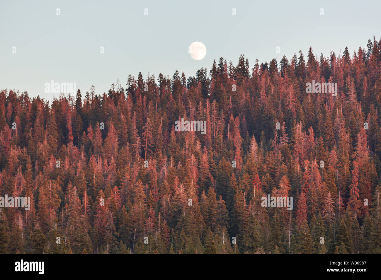 Conifer trees and moon hi-res stock photography and images - Alamy