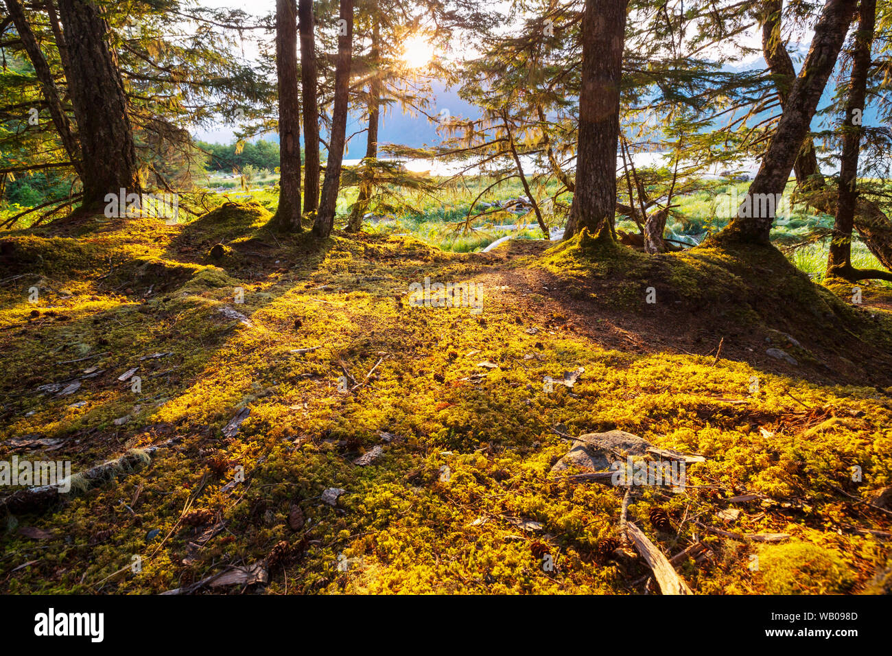 Sun beams in clear day in the green forest Stock Photo - Alamy
