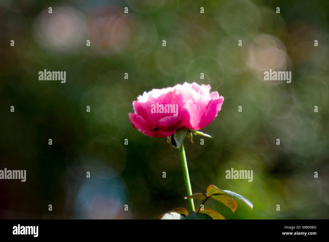 The rose have a darker color, in the afternoon the color is more ...