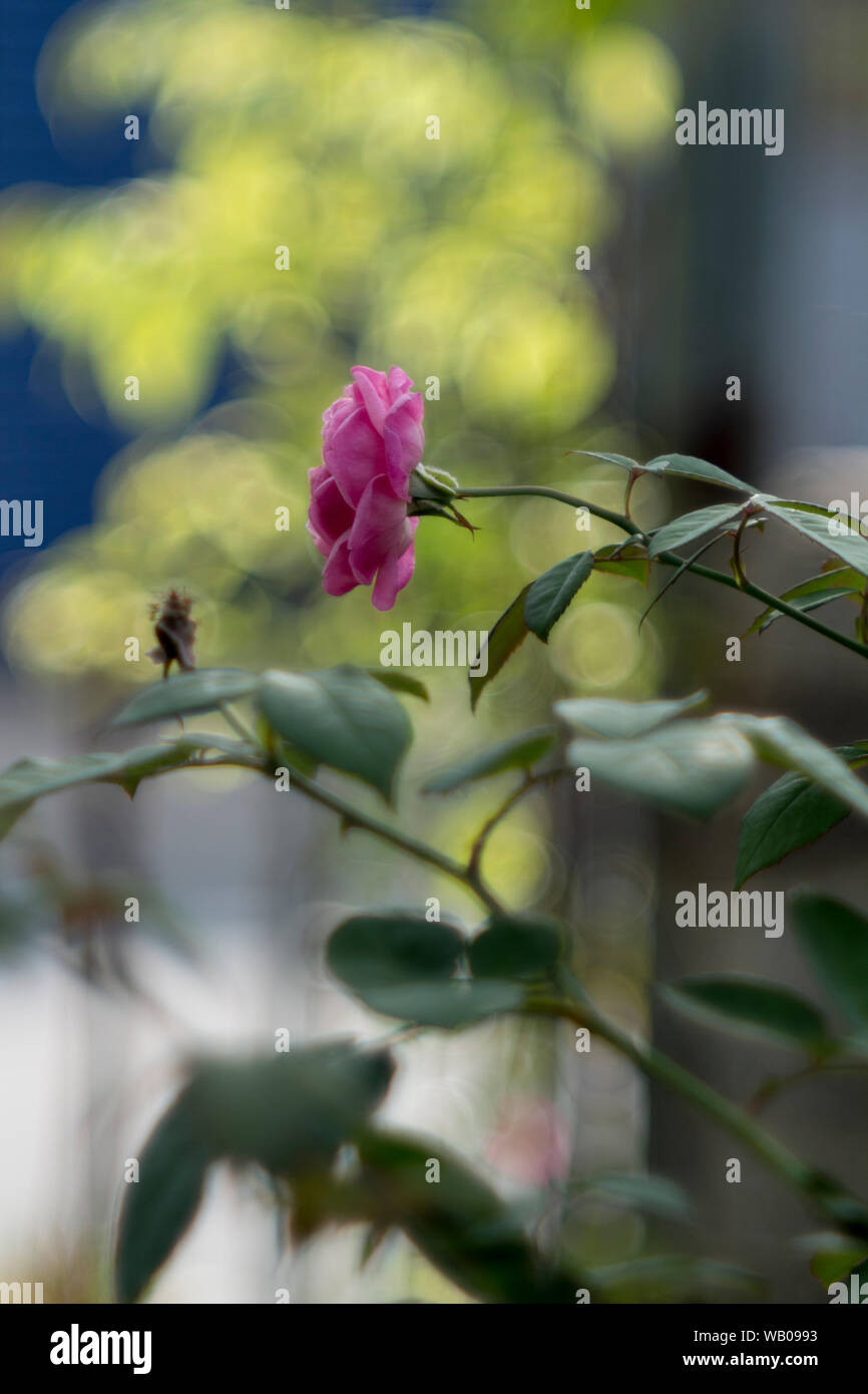 The rose have a darker color, in the afternoon the color is more ...