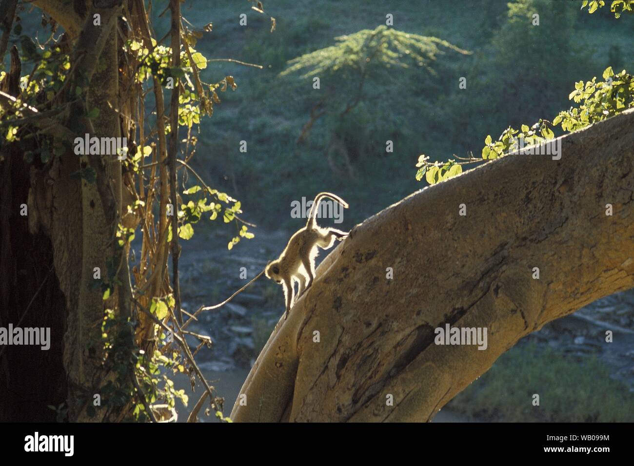 Distance shot of a monkey walking on a tree with a blurred natural ...