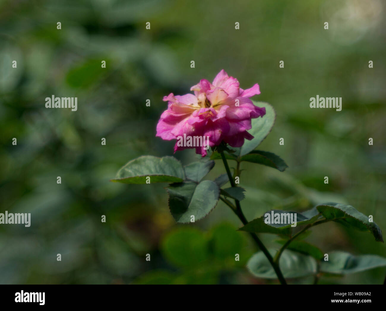 The rose have a darker color, in the afternoon the color is more ...