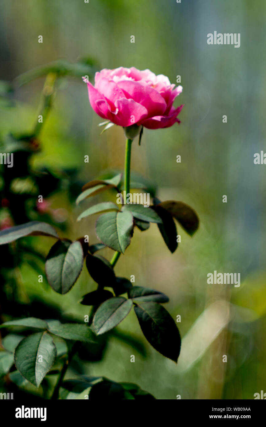 The rose have a darker color, in the afternoon the color is more ...