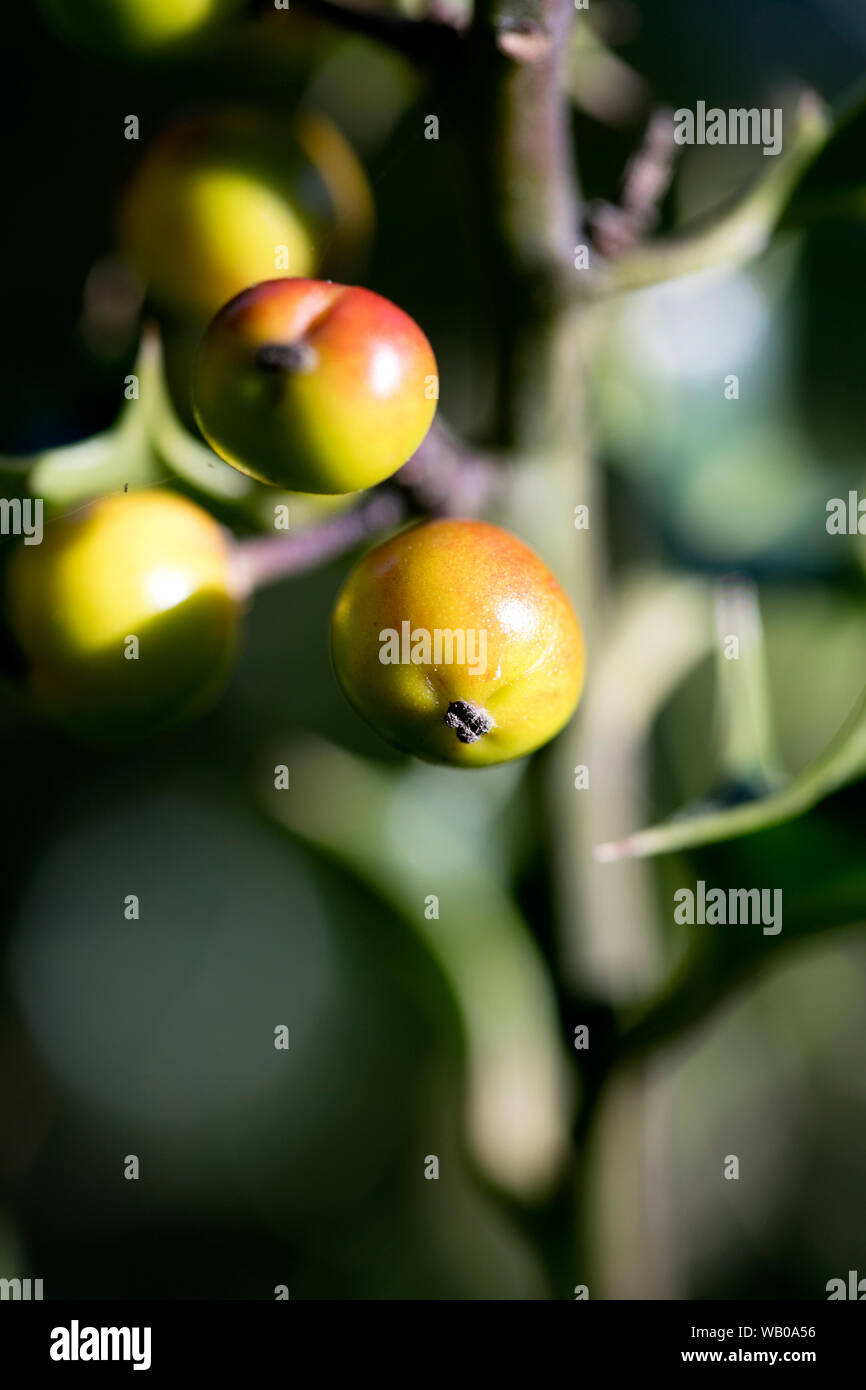 Wild small fruits in nature fifty megapixels high quality ilex ...