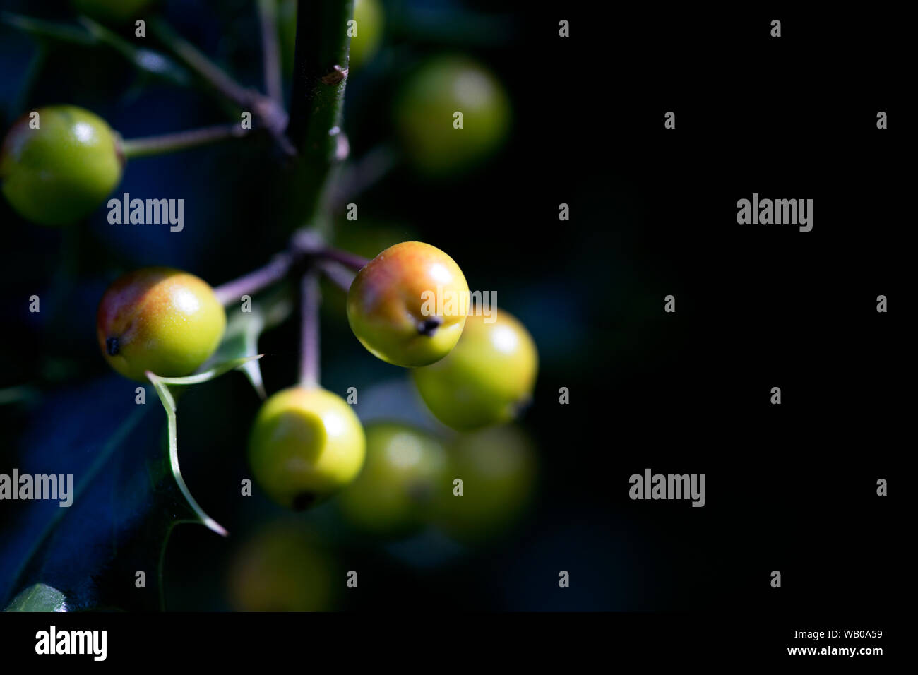 Wild small fruits in nature fifty megapixels high quality ilex ...