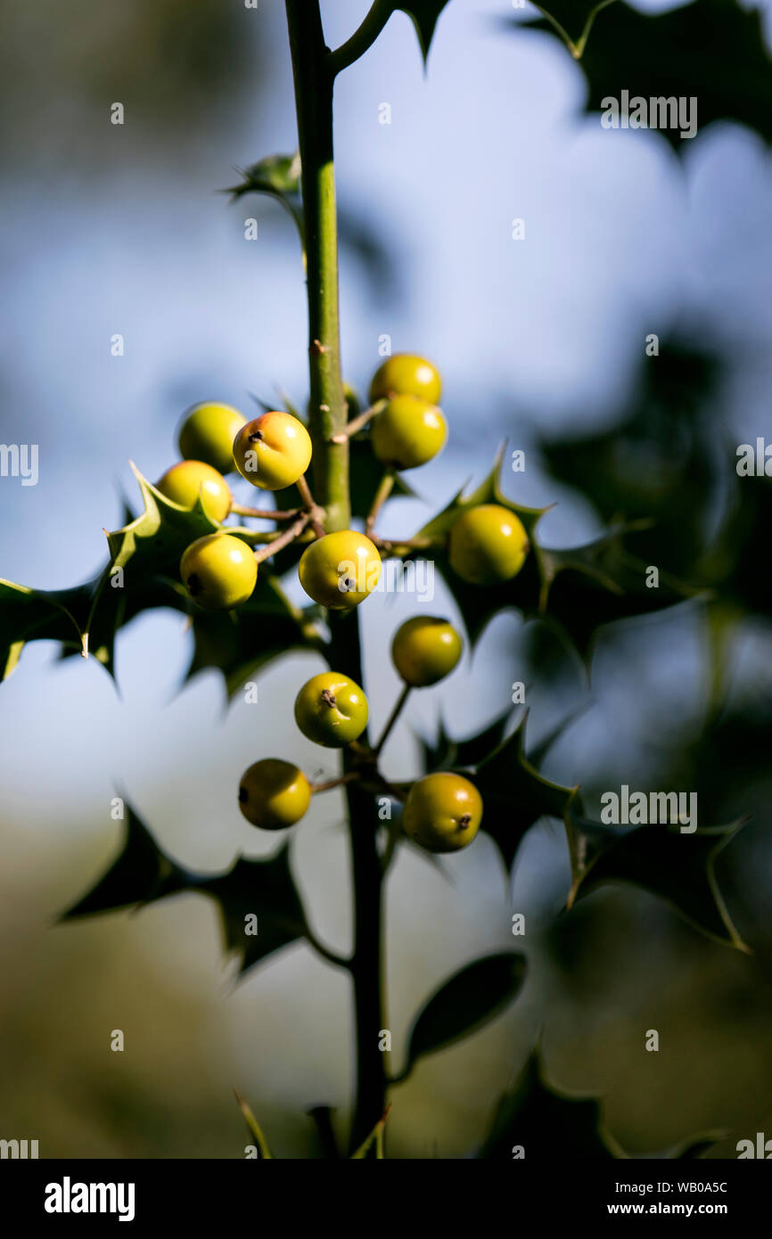 Wild small fruits in nature fifty megapixels high quality ilex ...