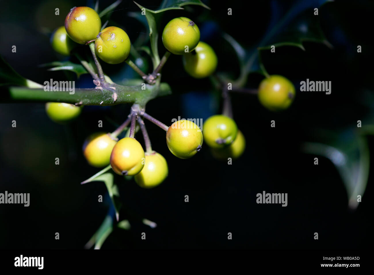 Wild small fruits in nature fifty megapixels high quality ilex ...