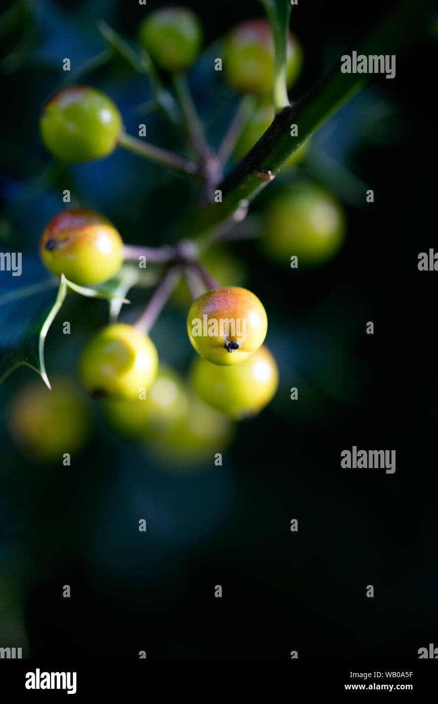 Wild small fruits in nature fifty megapixels high quality ilex ...