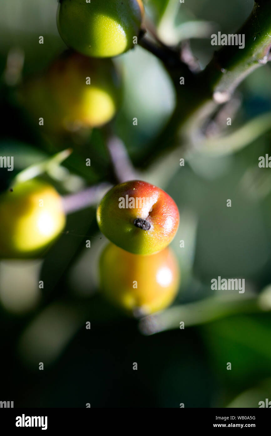 Wild small fruits in nature fifty megapixels high quality ilex ...