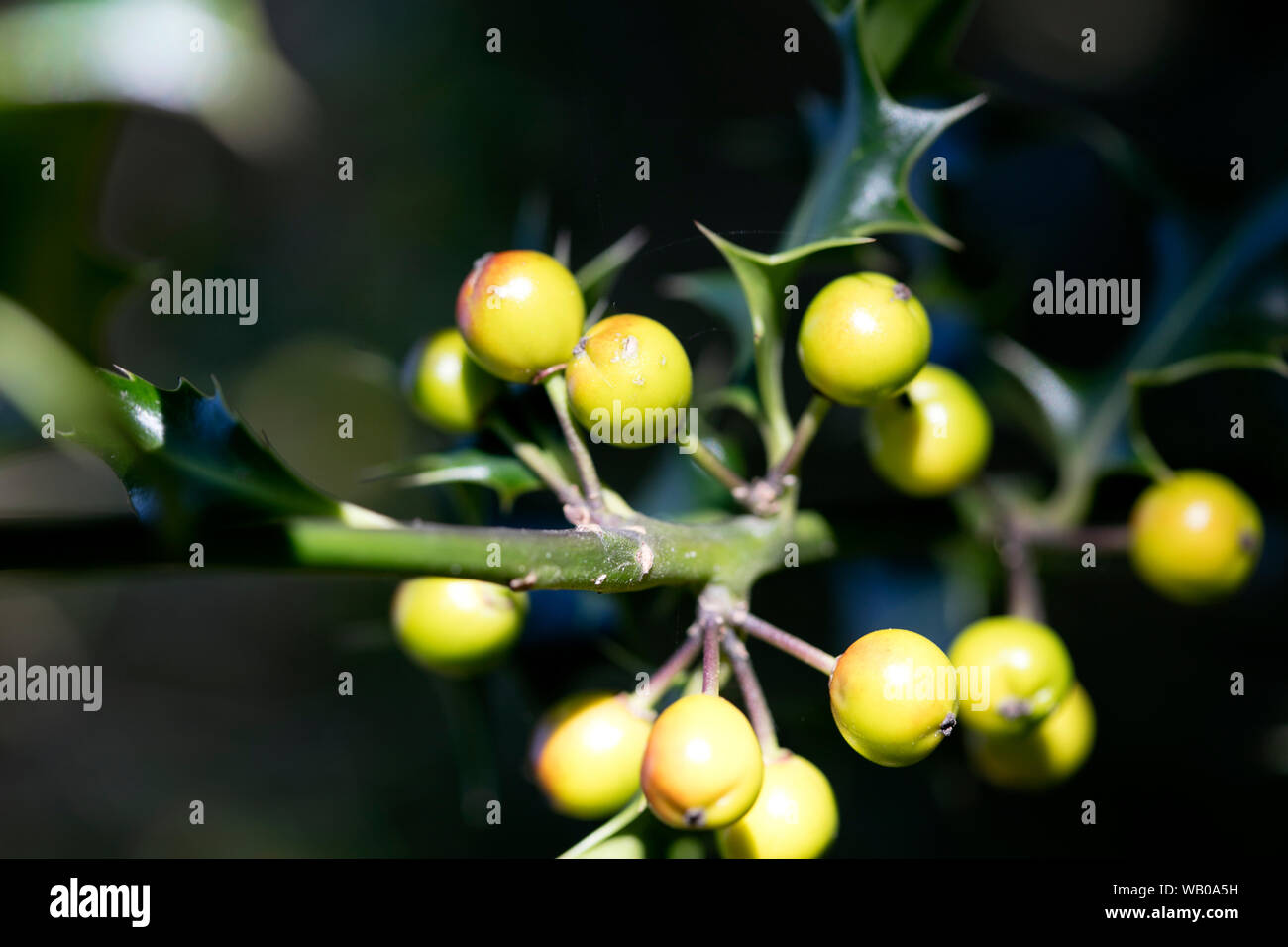 Wild small fruits in nature fifty megapixels high quality ilex ...