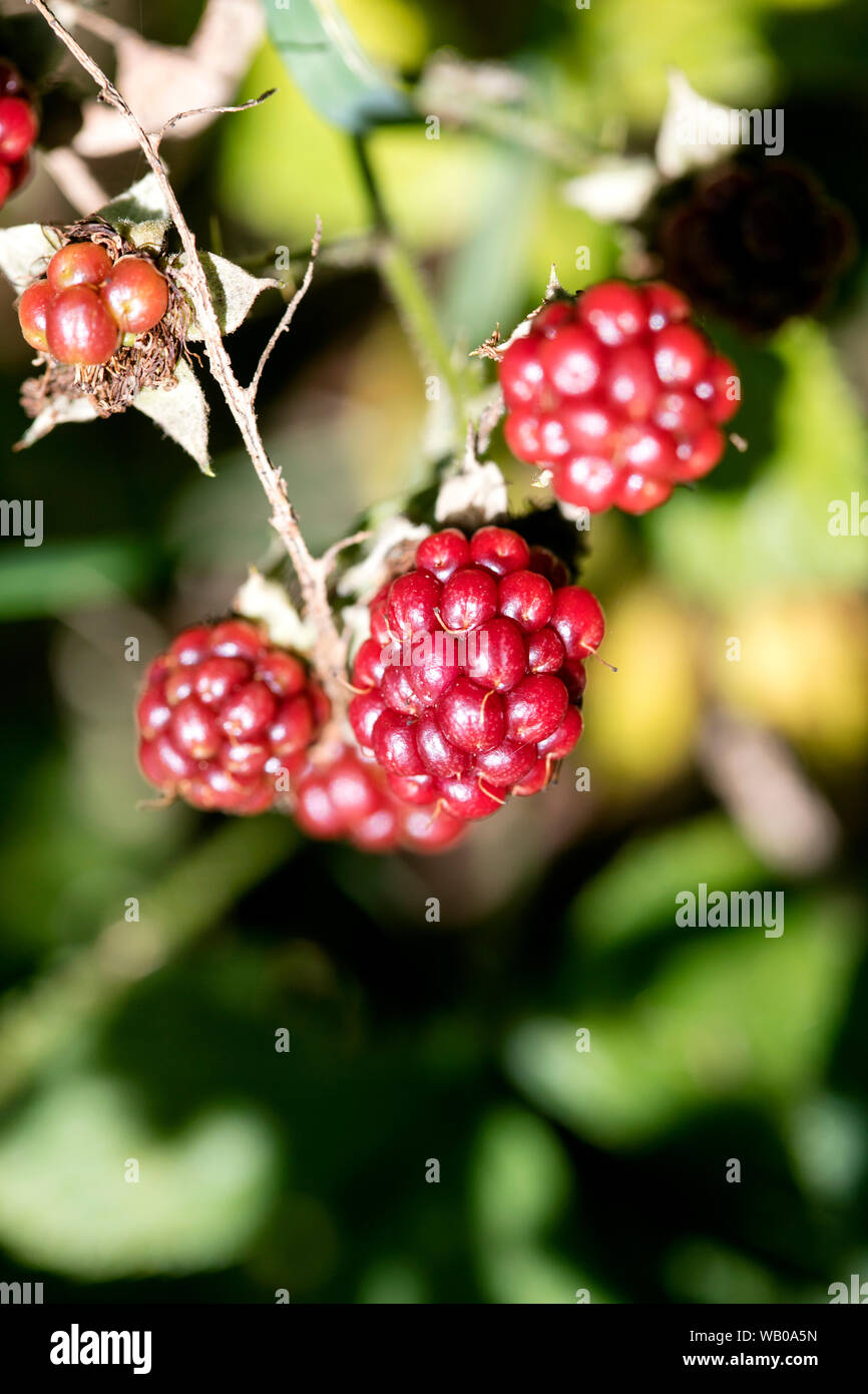Rubus ulmifolius flower hi-res stock photography and images - Alamy