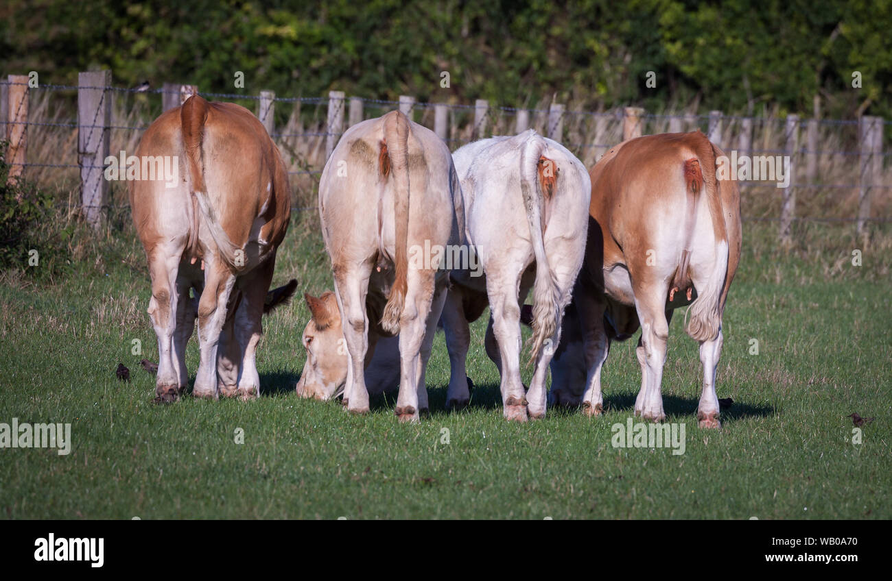 Four cows rear ends hi-res stock photography and images - Alamy