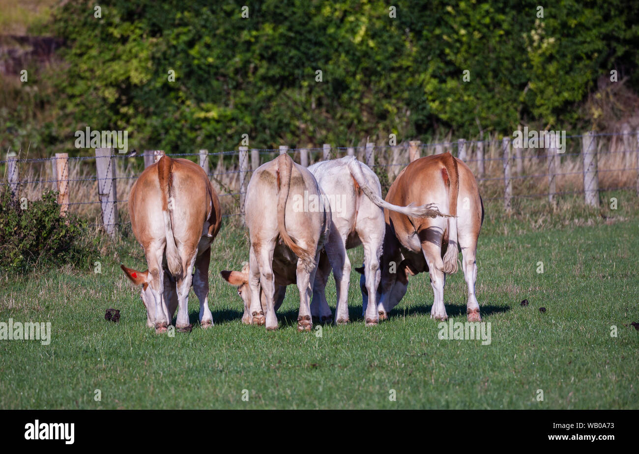 Cow rear end hi-res stock photography and images - Alamy