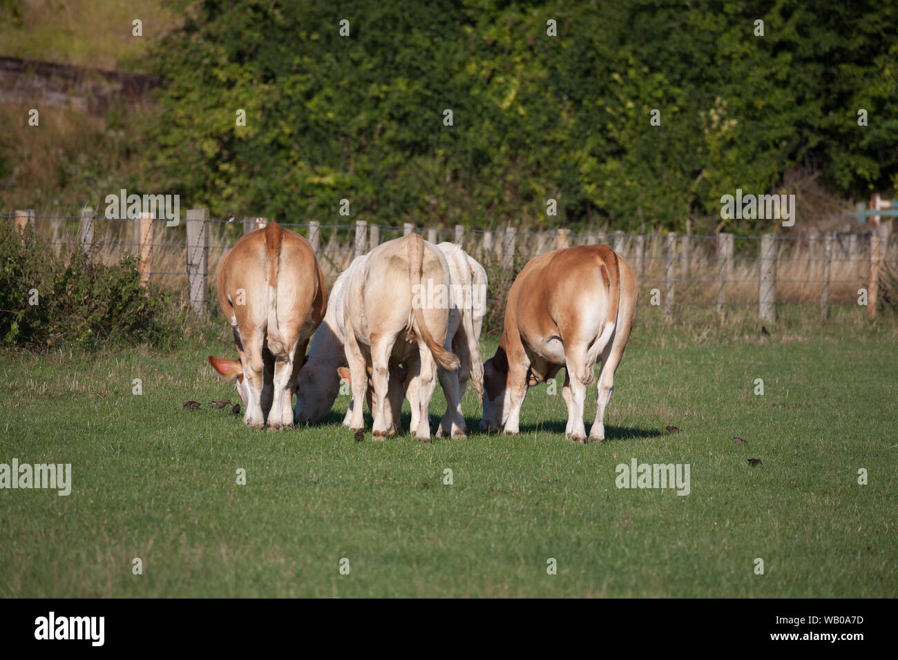 Cow rear end hi-res stock photography and images - Alamy
