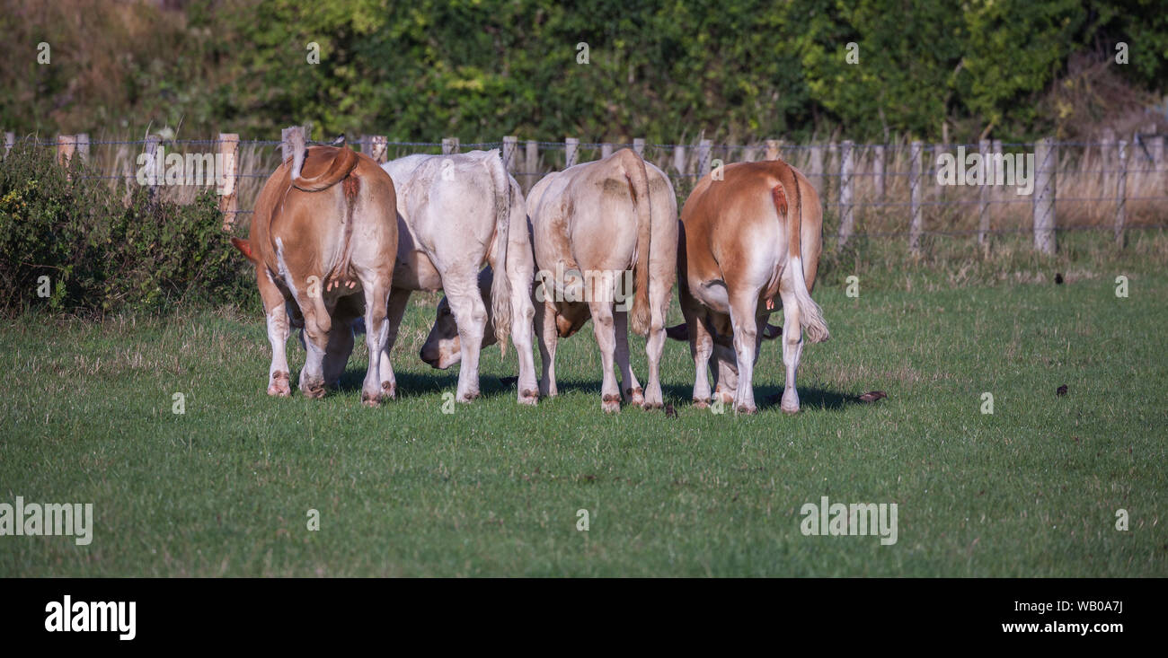 Cow bum hi-res stock photography and images - Alamy