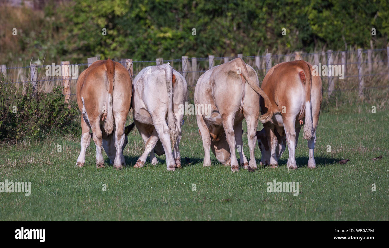 Rear ends hi-res stock photography and images - Alamy