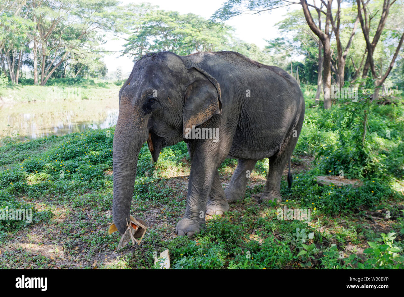 Elephant Valley Thailand, Elephant Sanctuary, Chiang Rai, Thailand ...