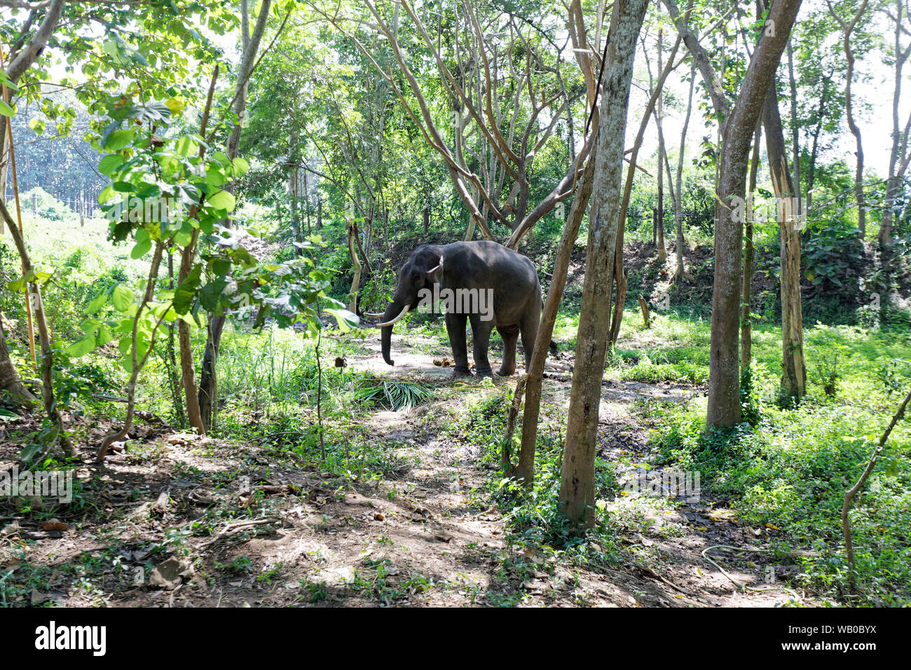 Elephant valley thailand hi-res stock photography and images - Alamy