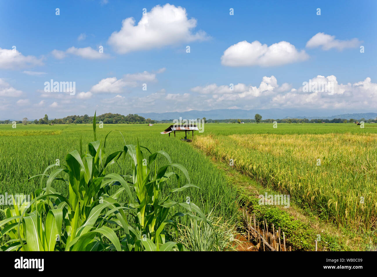 Rice Field Path, Chiang Rai, Thailand Stock Photo - Alamy
