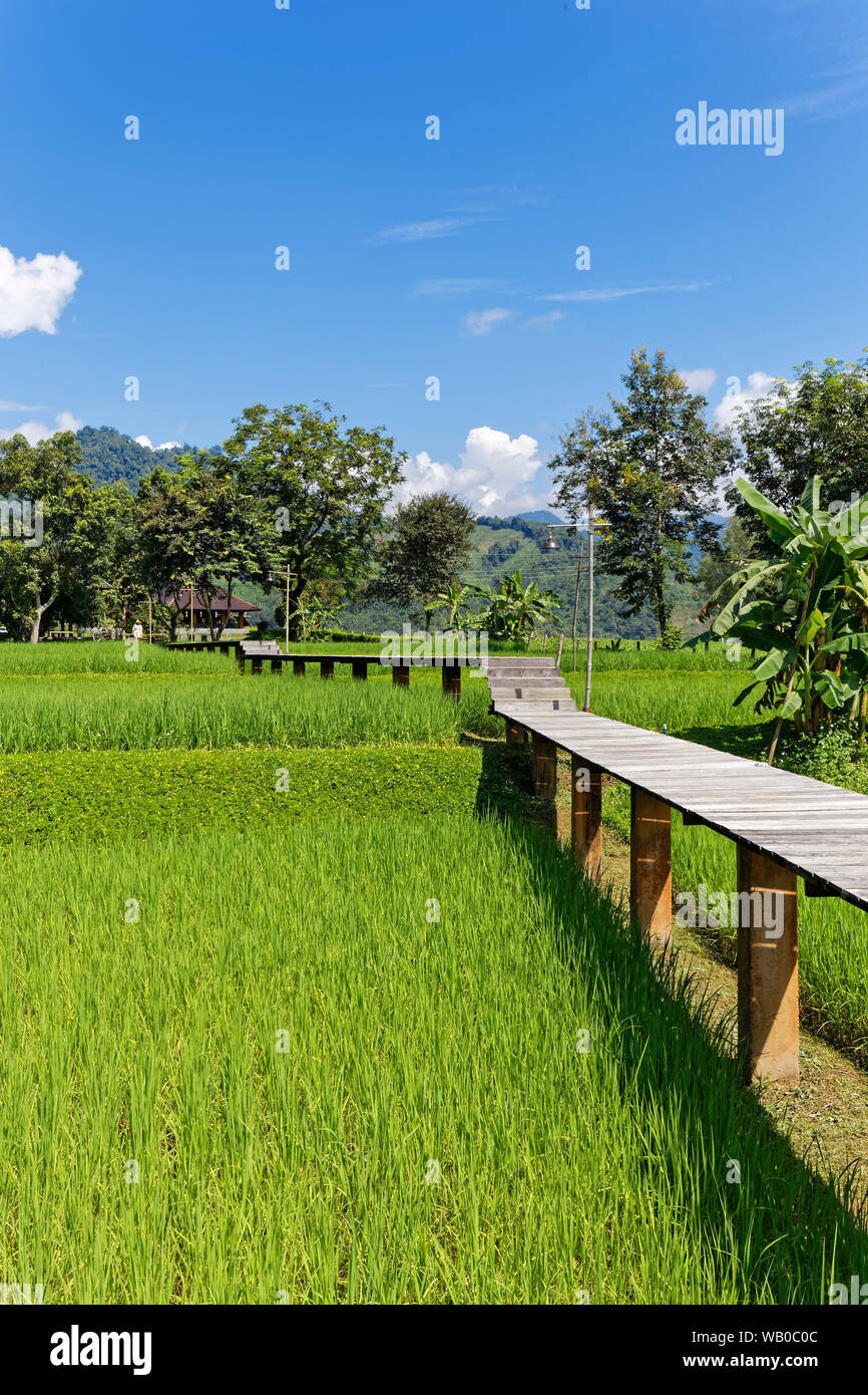 Rice Field Path, Chiang Rai, Thailand Stock Photo - Alamy
