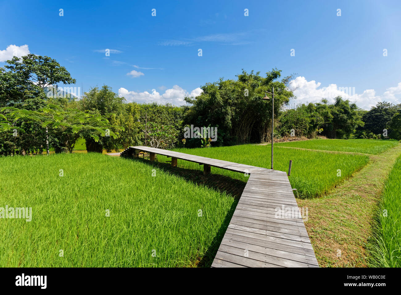 Rice Field Path, Chiang Rai, Thailand Stock Photo - Alamy
