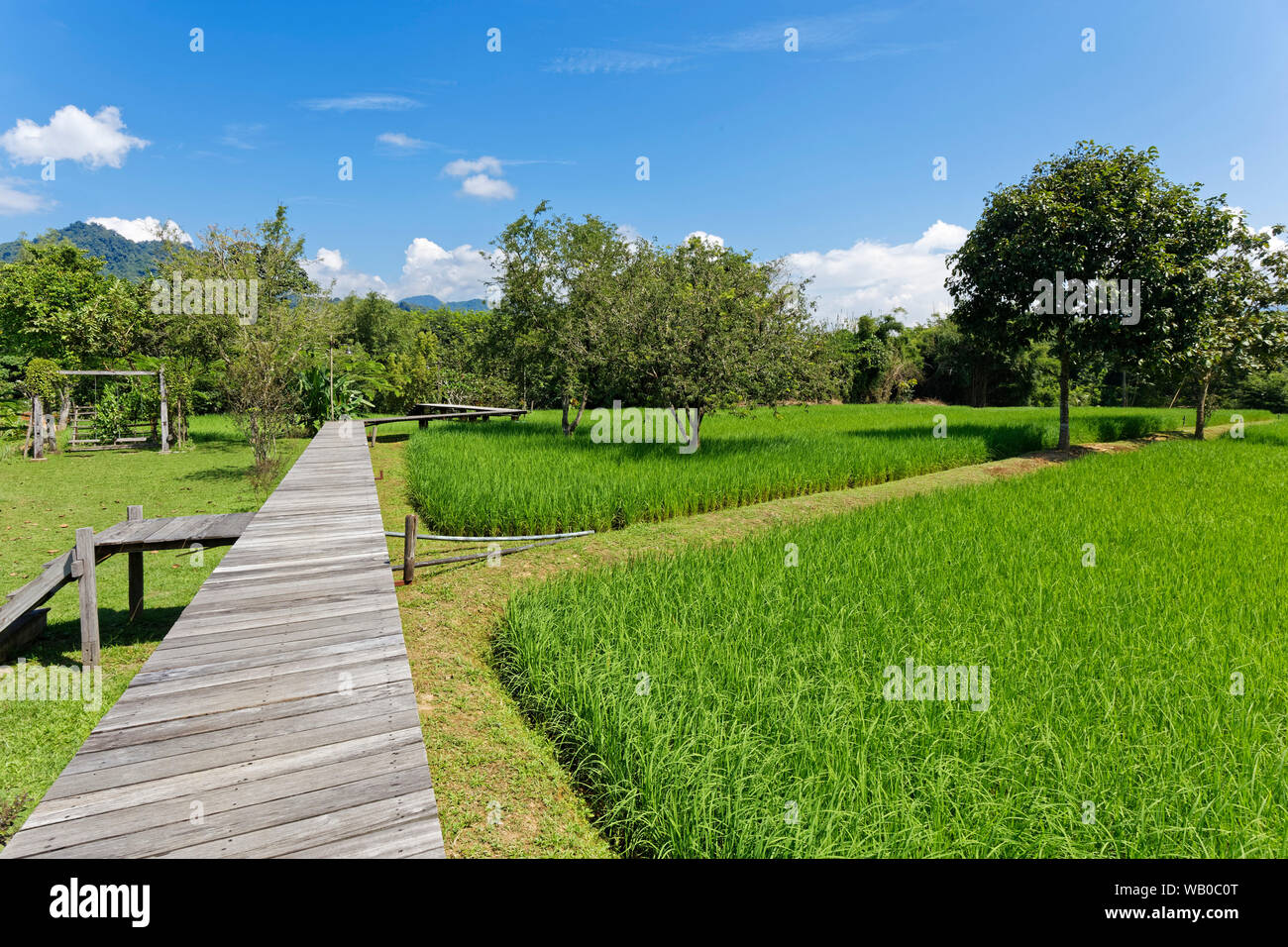 Rice Field Path, Chiang Rai, Thailand Stock Photo - Alamy