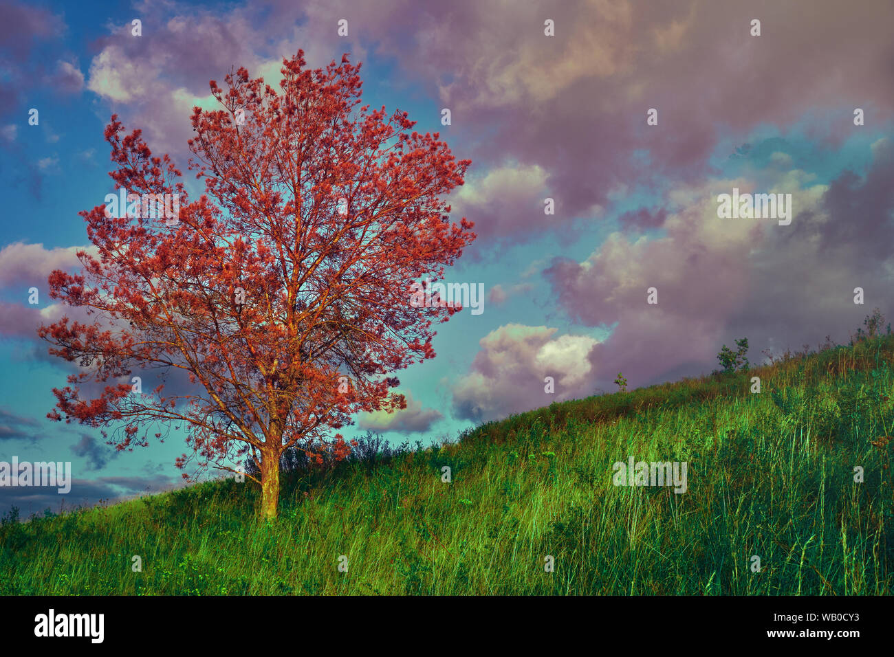 Rural landscape with red alone tree, grass, dramatic sky and puffy ...