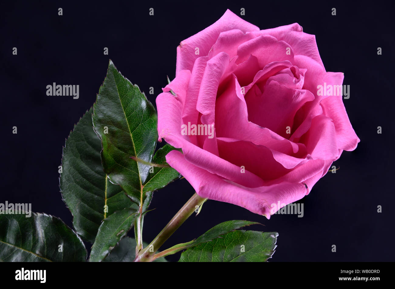 Bright Pink Rose Detail Stock Photo - Alamy