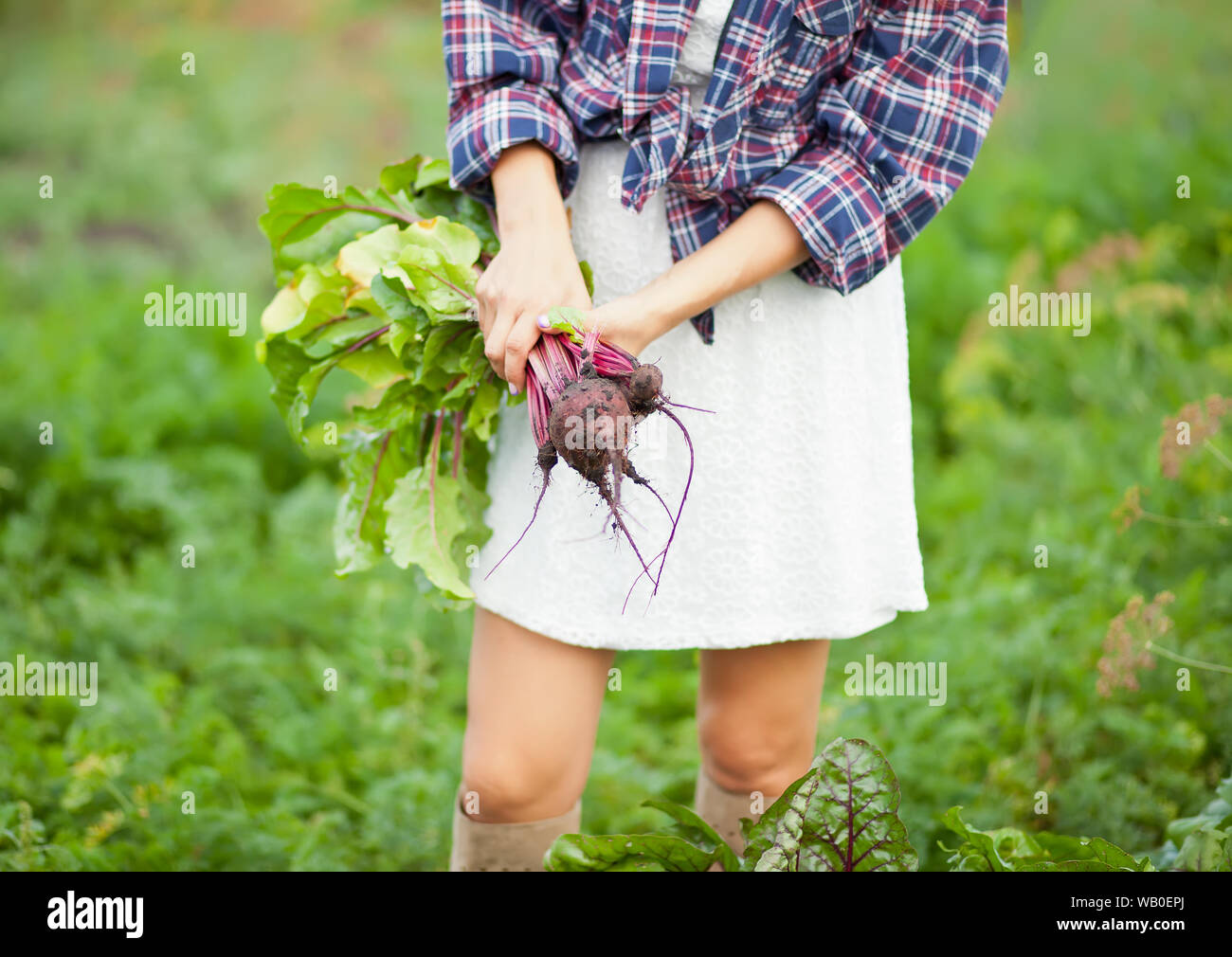 Woman holding a ripe beetroot. Local farming, harvesting concept Stock ...