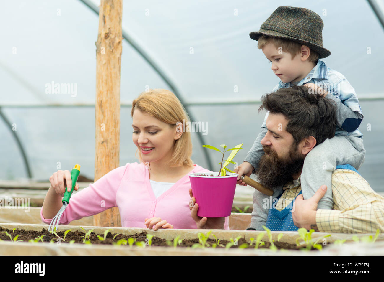 greenhouse. greenhouse workers. happy family work in greenhouse ...