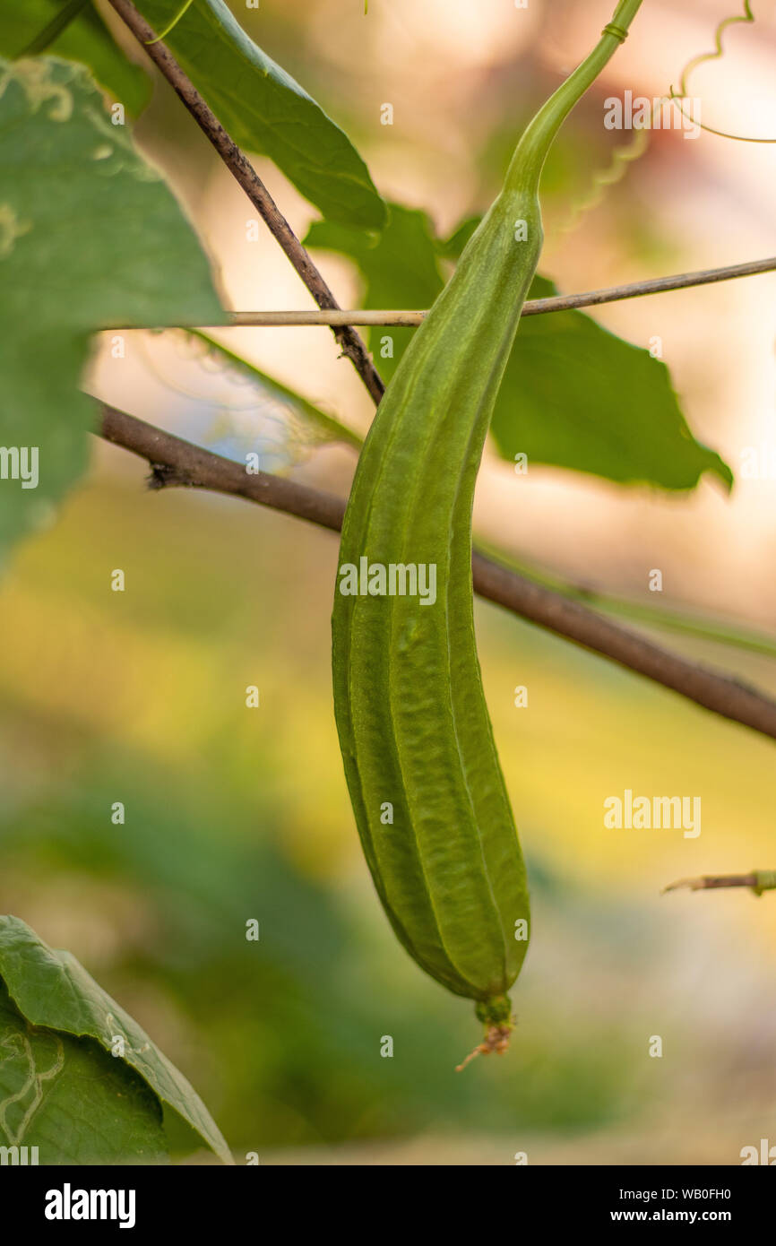 Ram Turai (sponge gourd) vegetable on blurry background Stock Photo - Alamy