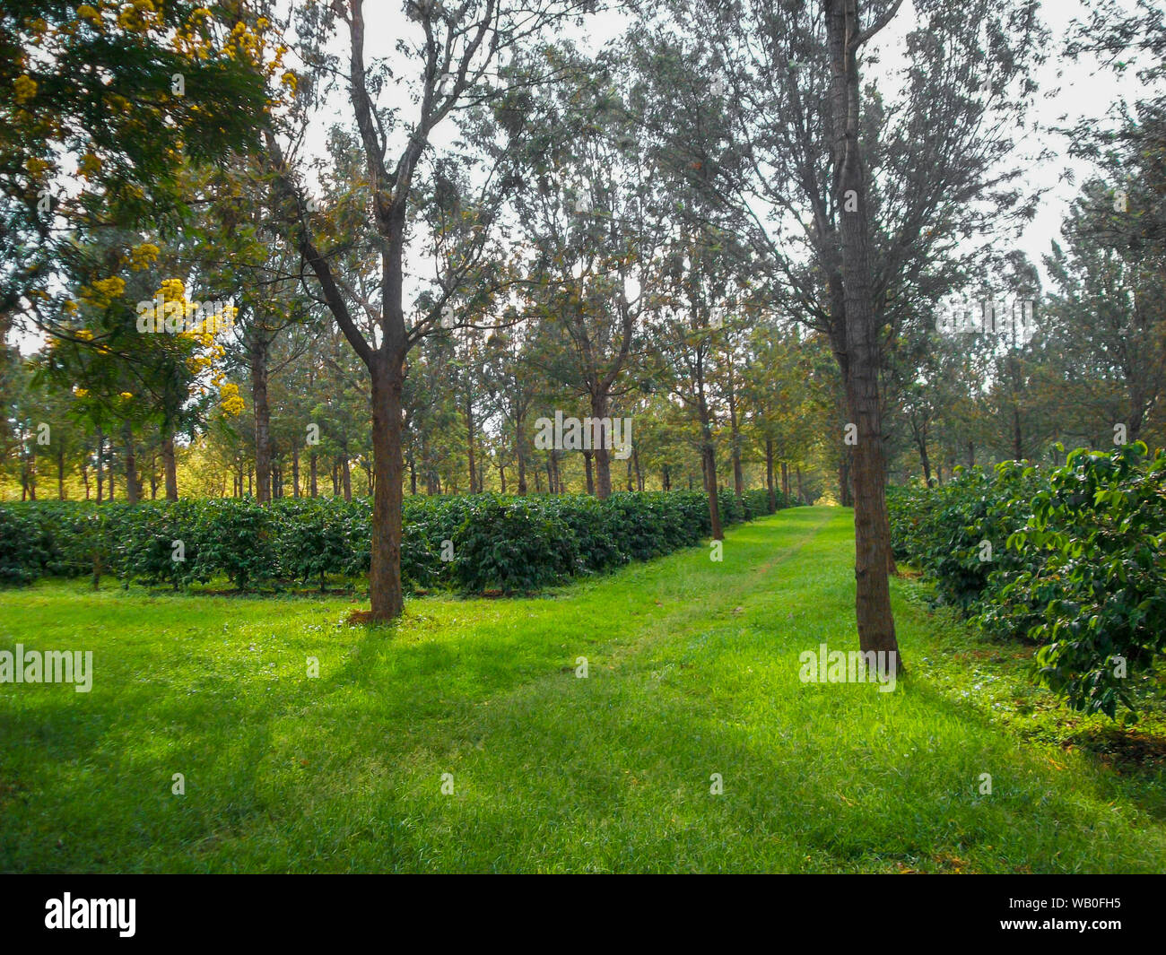 Pathway through trees, green farms Stock Photo - Alamy
