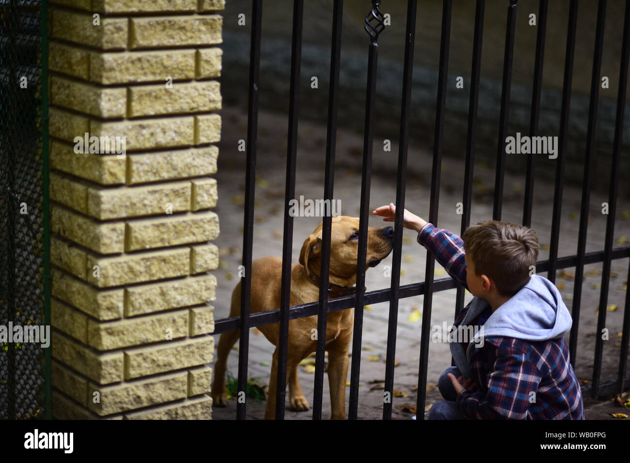 Save the pups. Little boy patting dog. little boy in love with animals ...