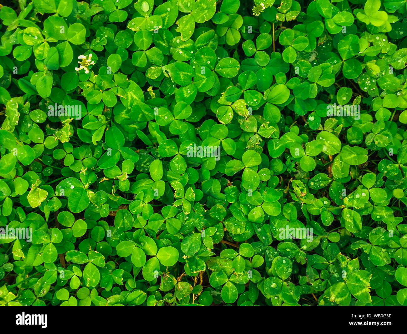 Natural green grass clover texture. Natural background Stock Photo - Alamy