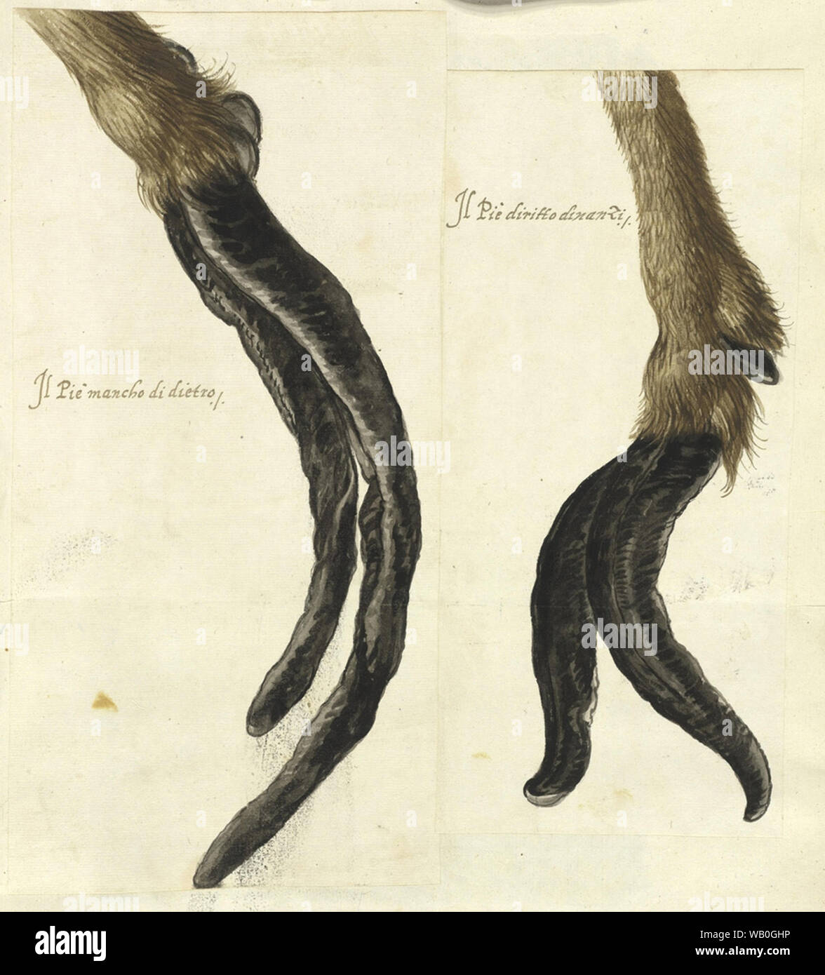 Cloven Hoof High Resolution Stock Photography and Images - Alamy