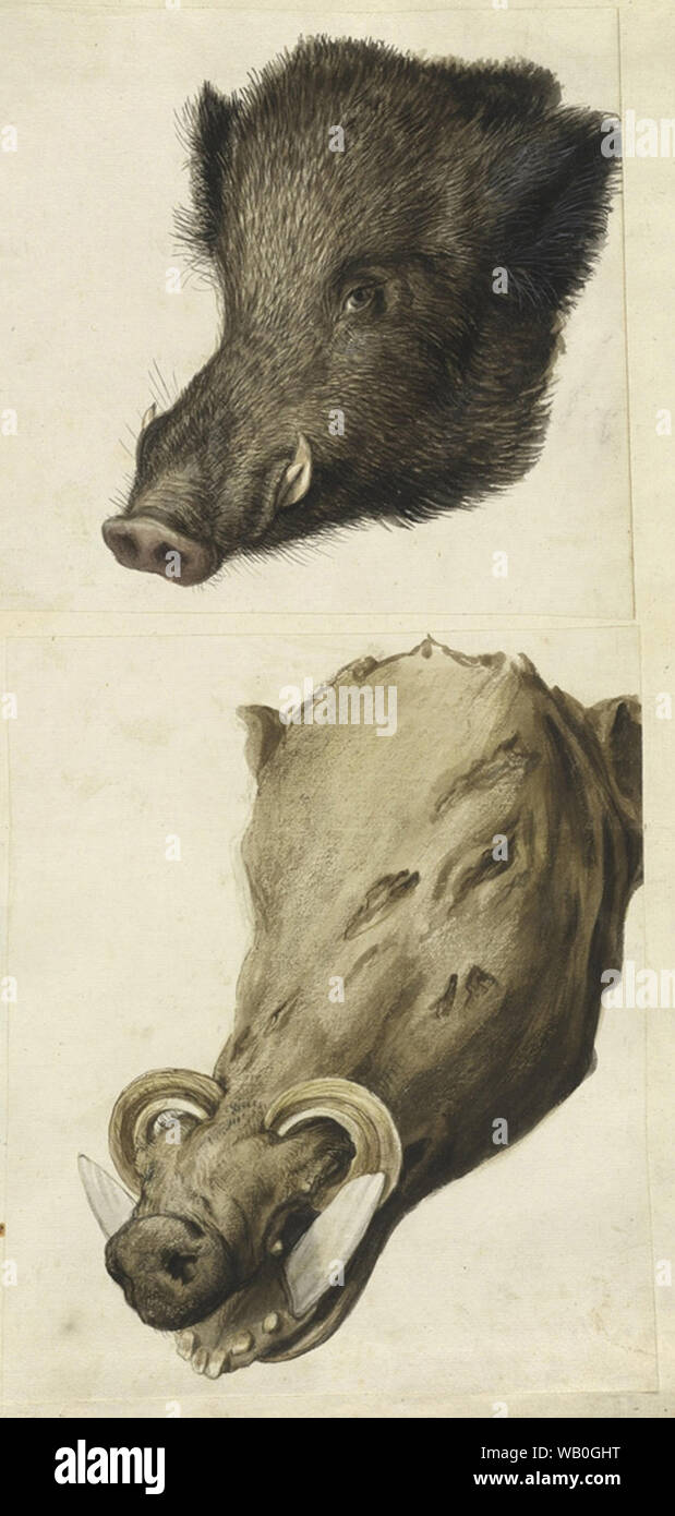 vintage drawing of boar heads Stock Photo - Alamy