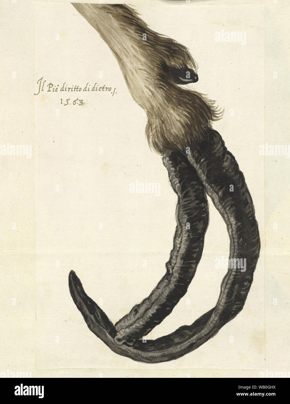 A cloven hoof hi-res stock photography and images - Alamy