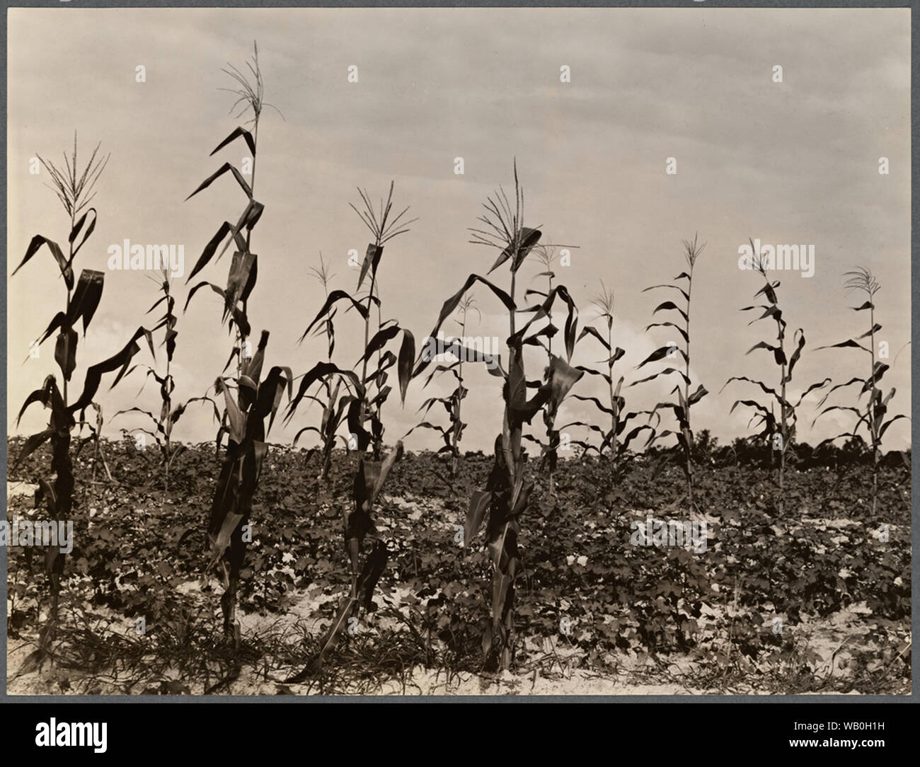 Vintage depression era photograph Stock Photo - Alamy