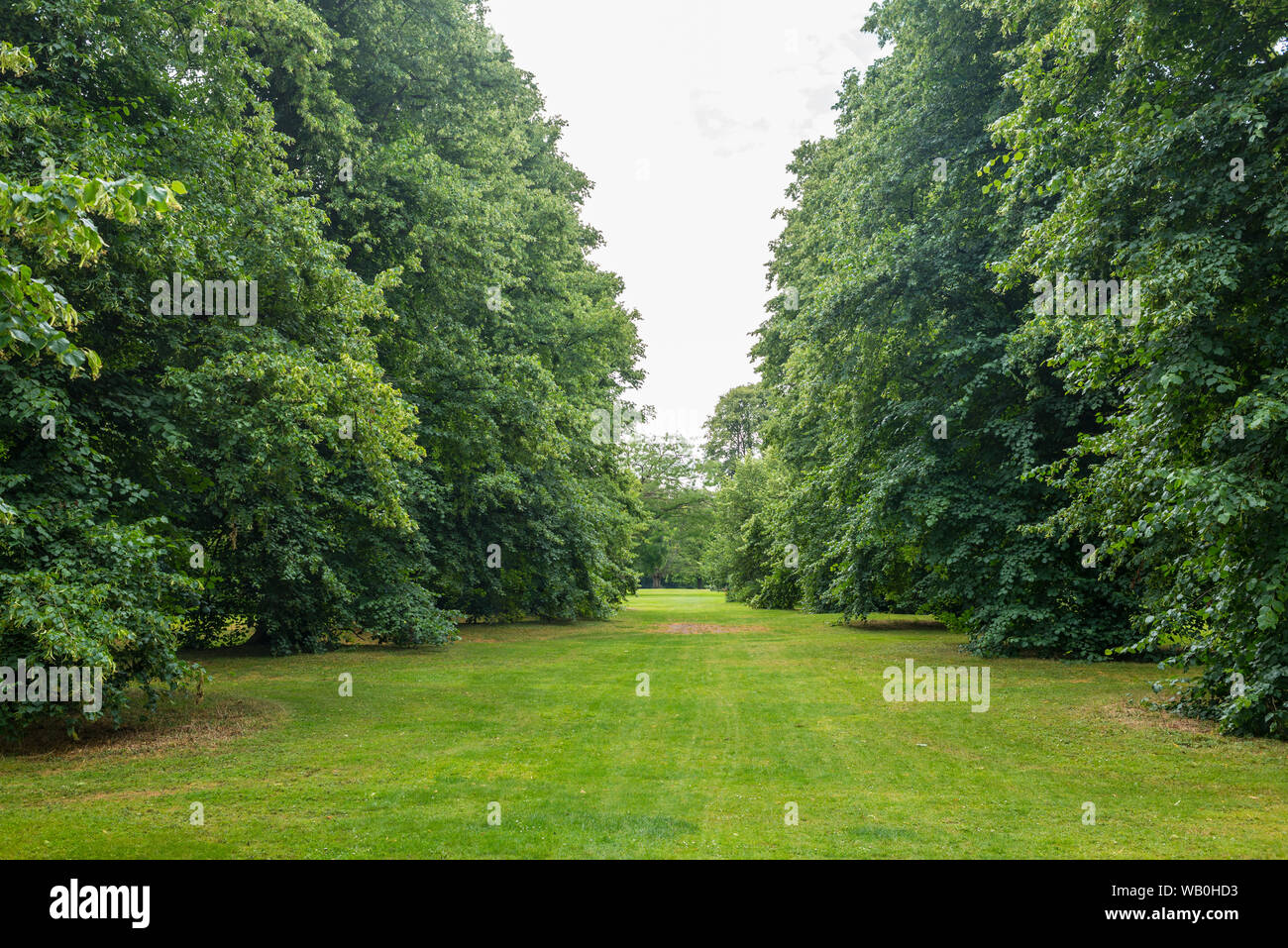 Large green path trail track in outdoor park entering a wild forest ...