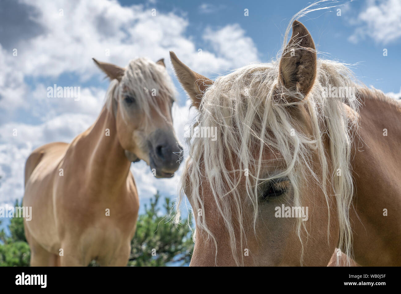 Famous Haflinger horses on a mountain pasture in the Tannheim Valley ...