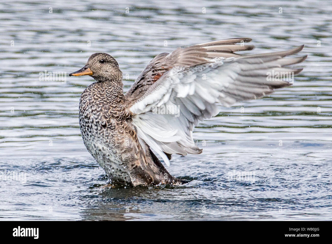 Gadwall duck stretching wings hi-res stock photography and images - Alamy
