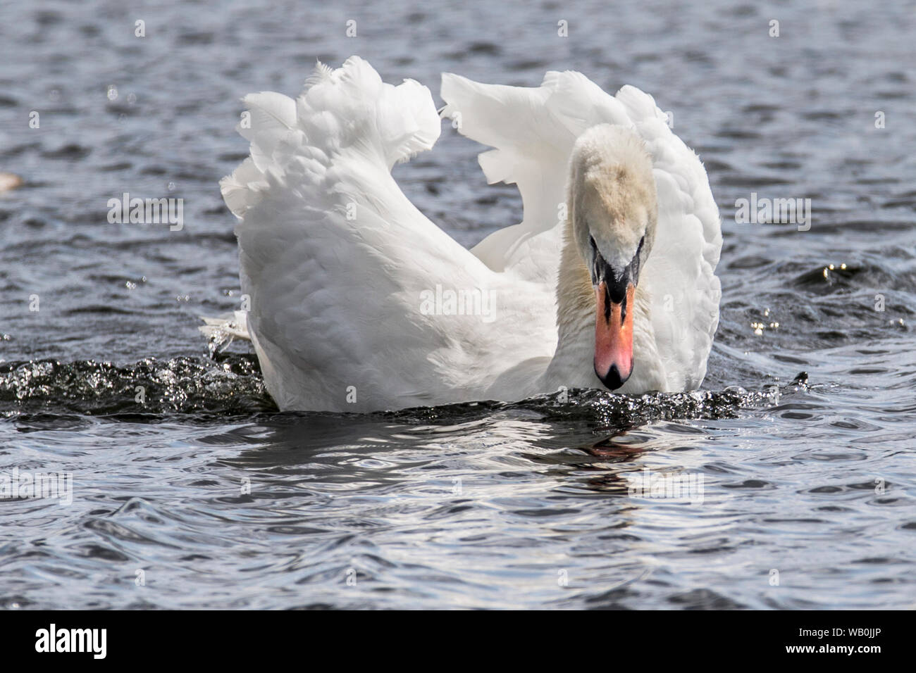 Confrontational hi-res stock photography and images - Alamy