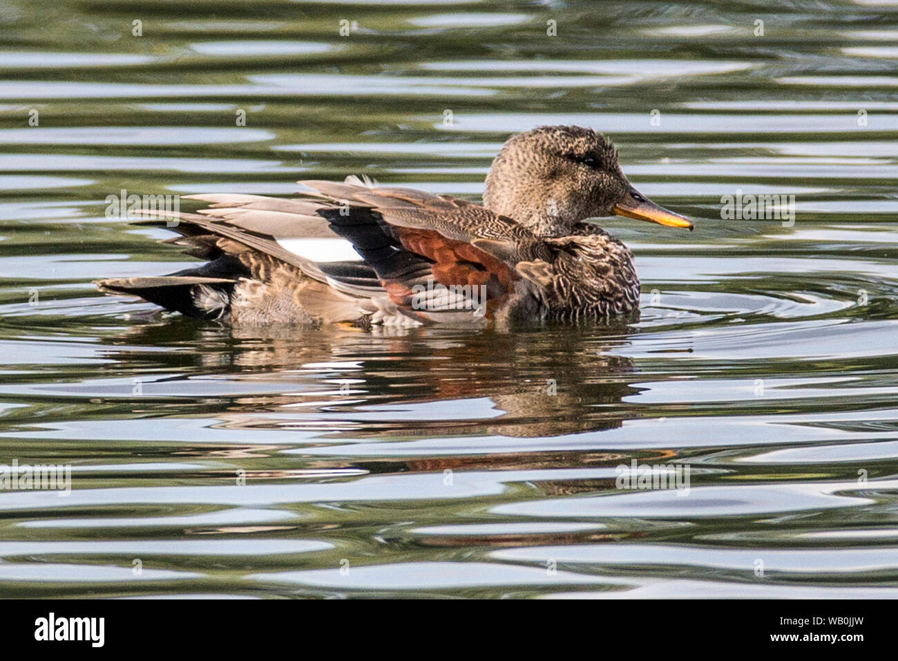 Eclipse male gadwall hi-res stock photography and images - Alamy