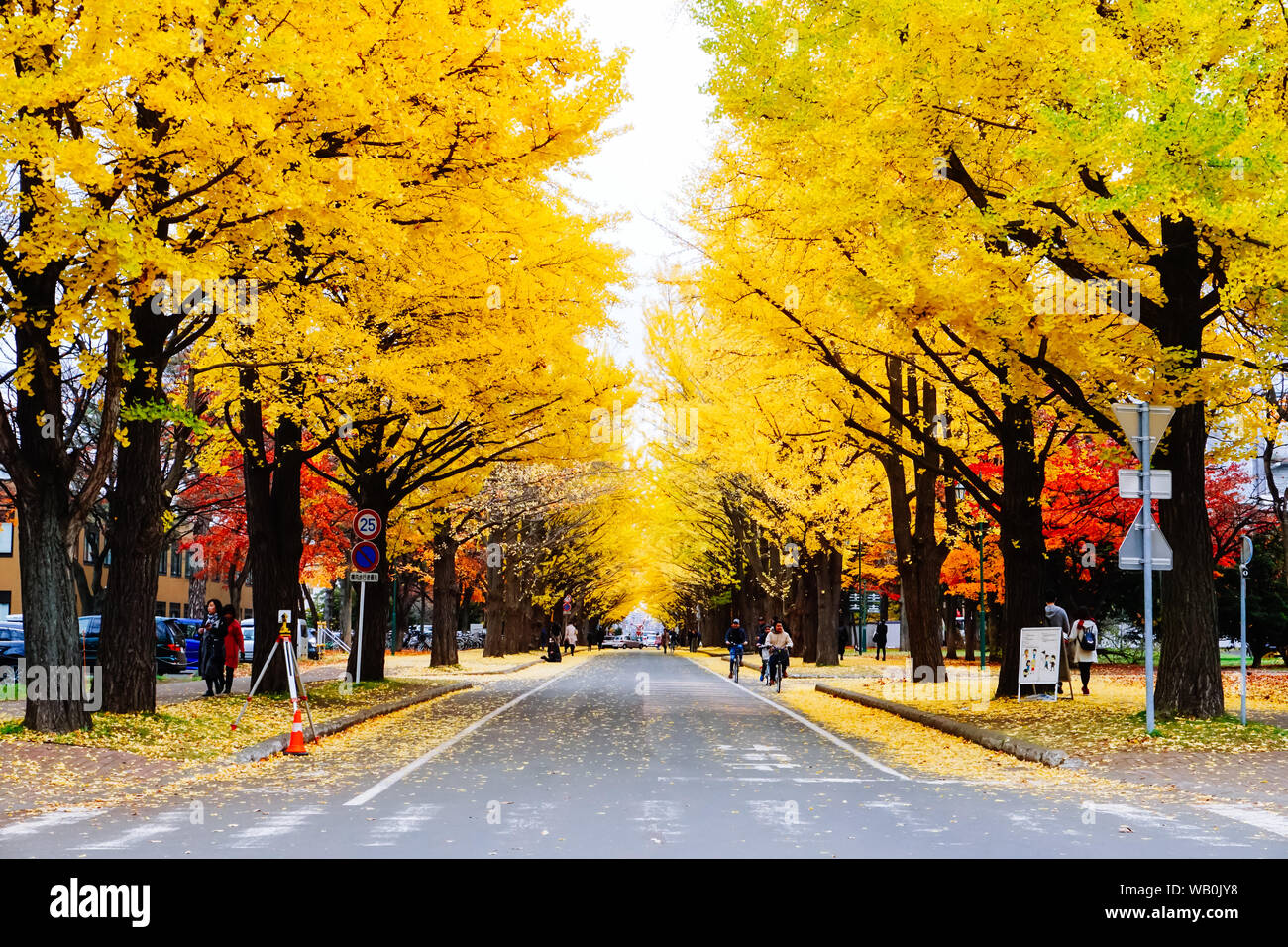 Autumn season colorful of tree and leaves in Japan Stock Photo - Alamy